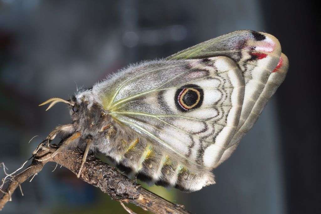 Holme Bird Observatory - NOA - Holme