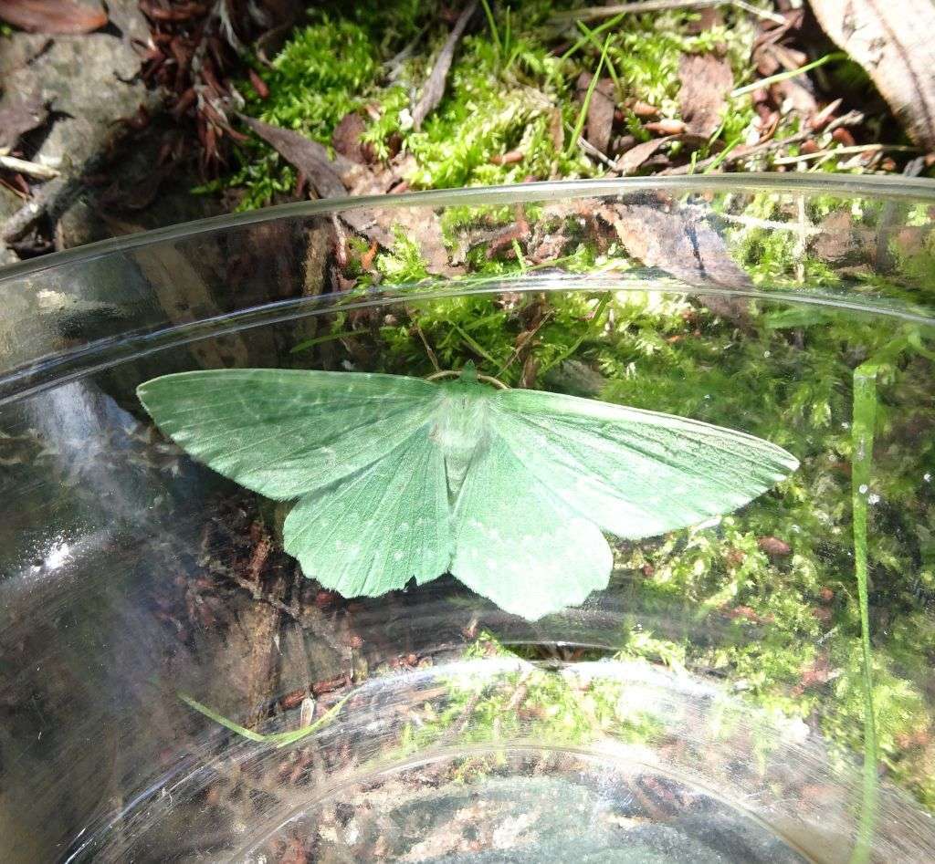 Hempton Marsh Moth Day 20th July 2024 - NOA - Holme