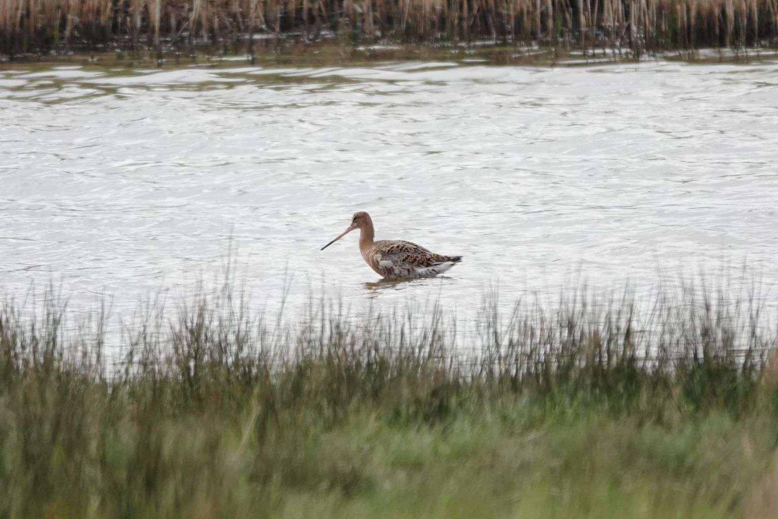 Holme Bird Observatory - NOA - Holme