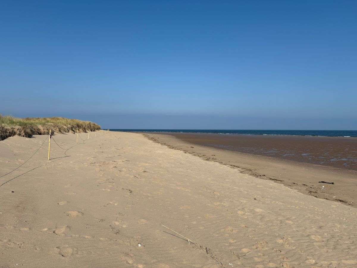 Holme Bird Observatory - White-tailed Eagle News - NOA - Holme