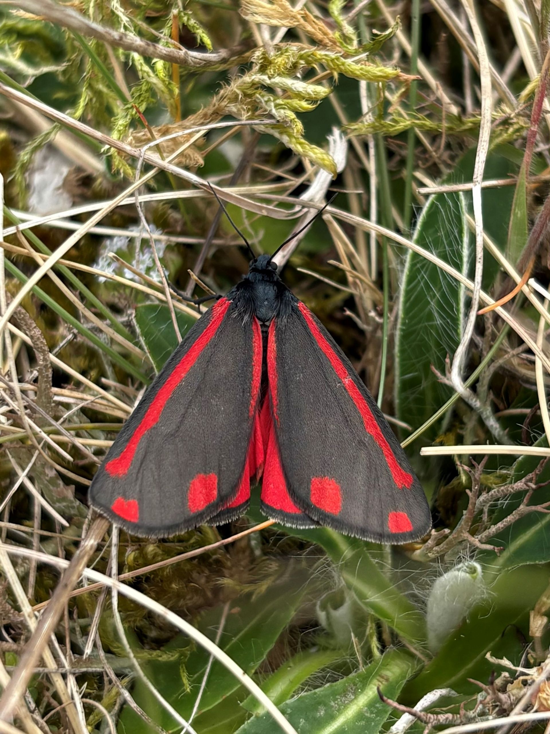 Holme Bird Observatory - NOA - Holme
