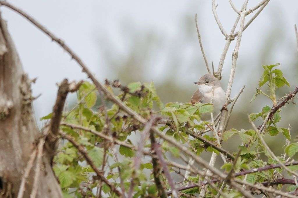 Holme Bird Observatory - NOA - Holme