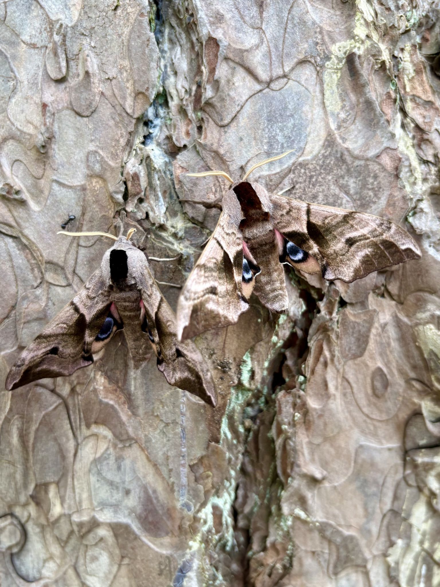 Holme Bird Observatory - NOA - Holme