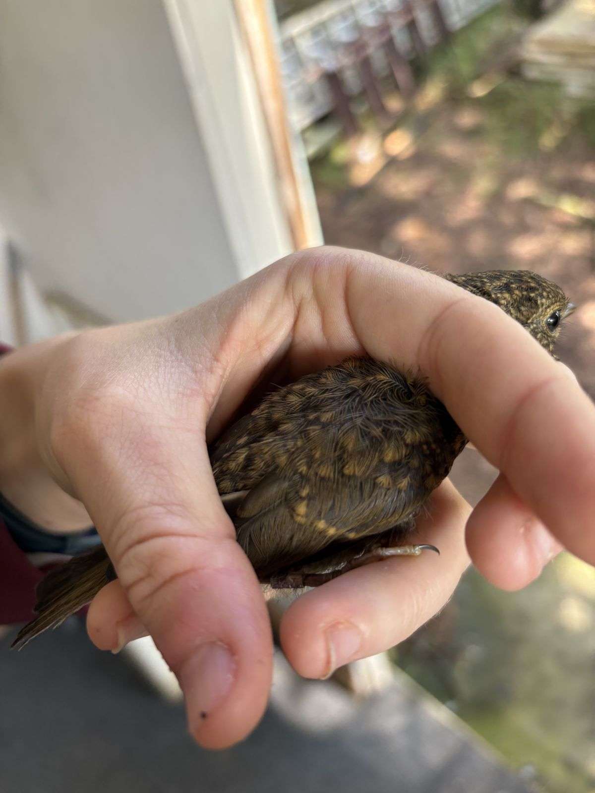 Holme Bird Observatory - NOA - Holme