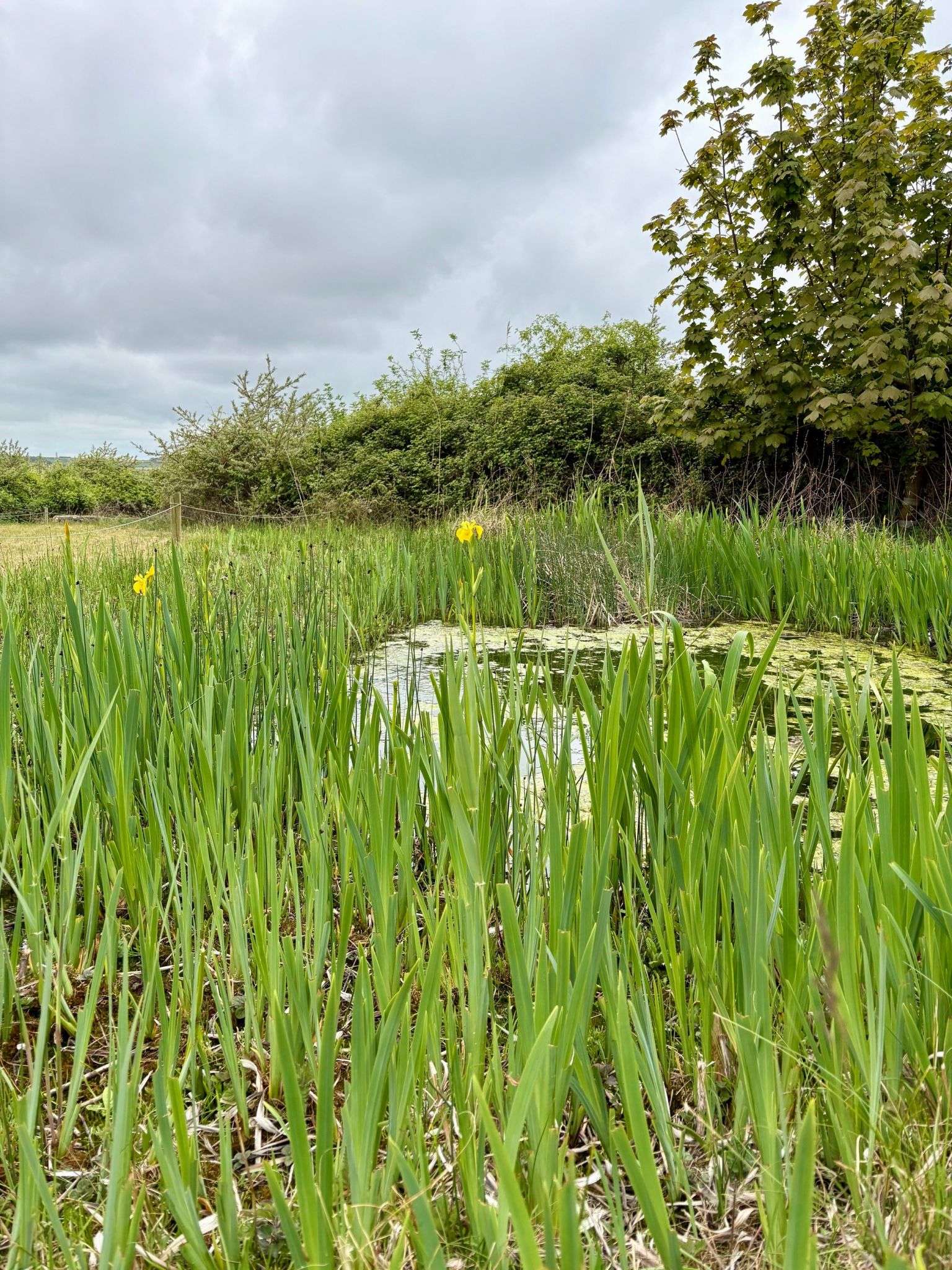 Holme Bird Observatory - NOA - Holme