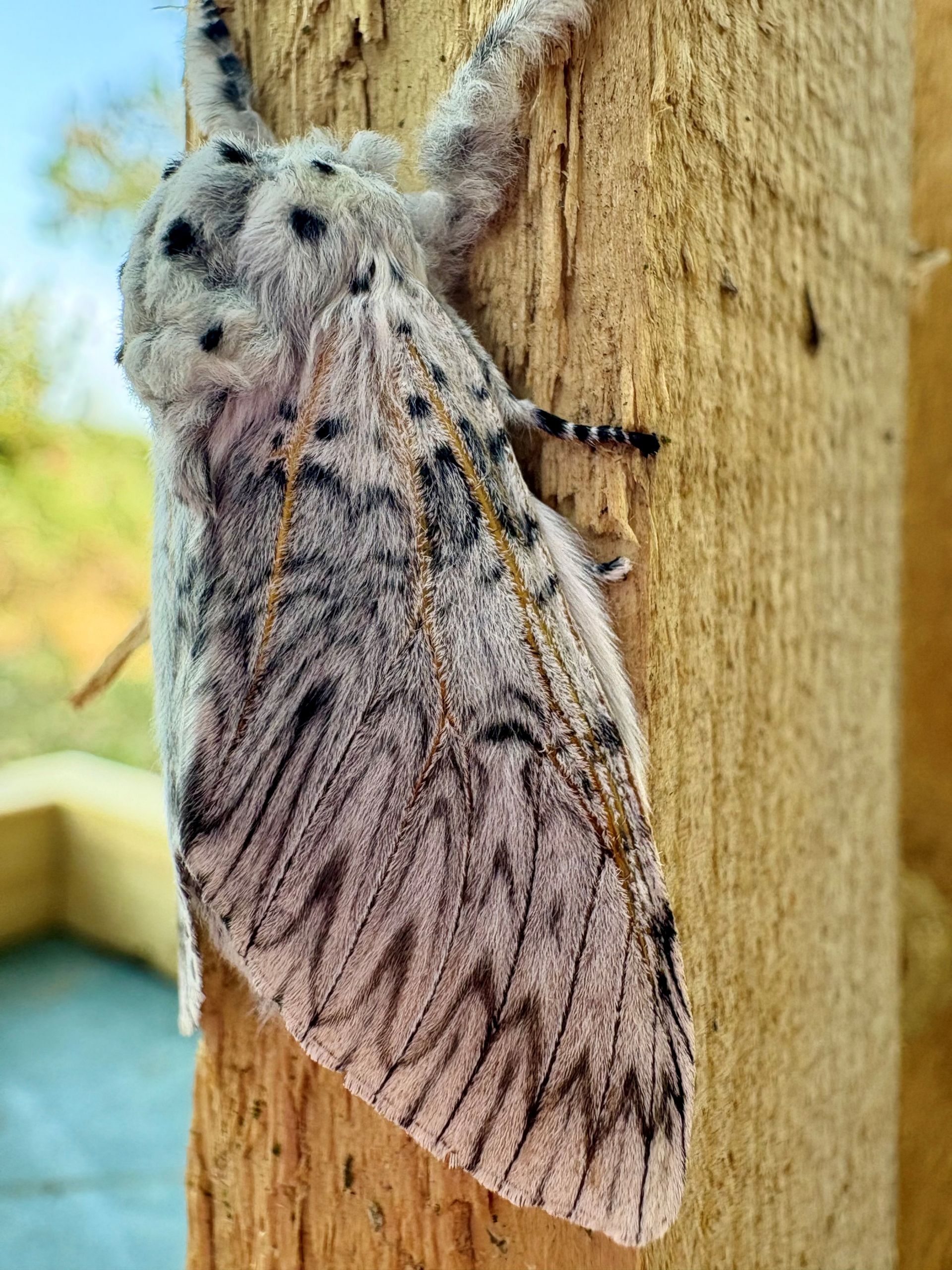 Holme Bird Observatory - NOA - Holme