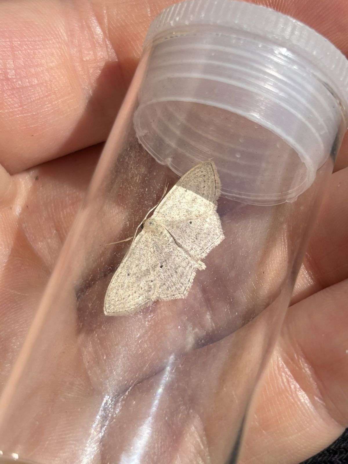 Holme Bird Observatory - NOA - Holme