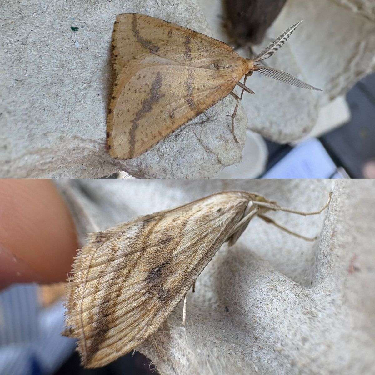 Holme Bird Observatory - NOA - Holme