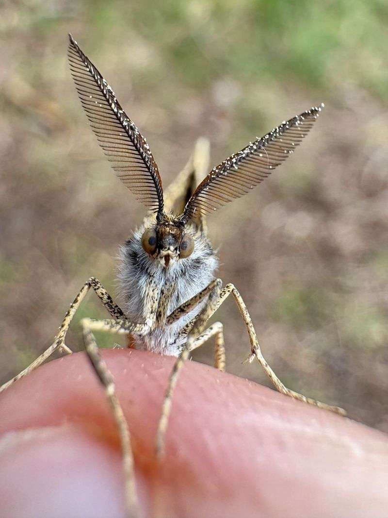 Holme Bird Observatory - NOA - Holme