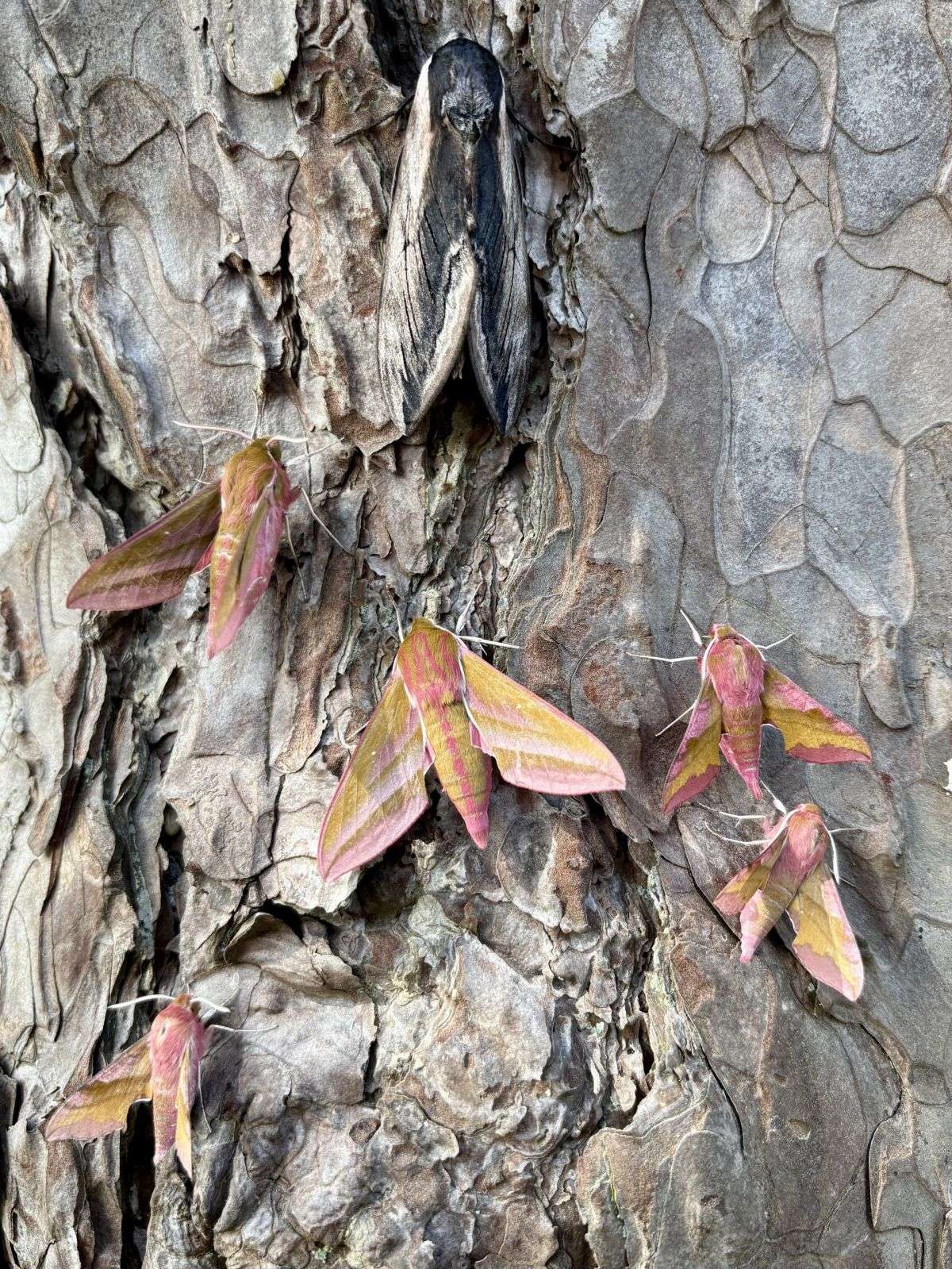 Holme Bird Observatory - NOA - Holme