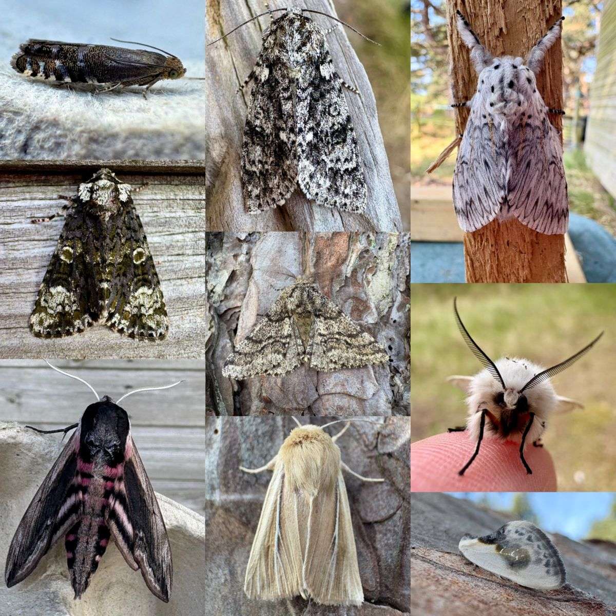 Holme Bird Observatory Moth Day Saturday 19th July 2025 – NOA – Holme