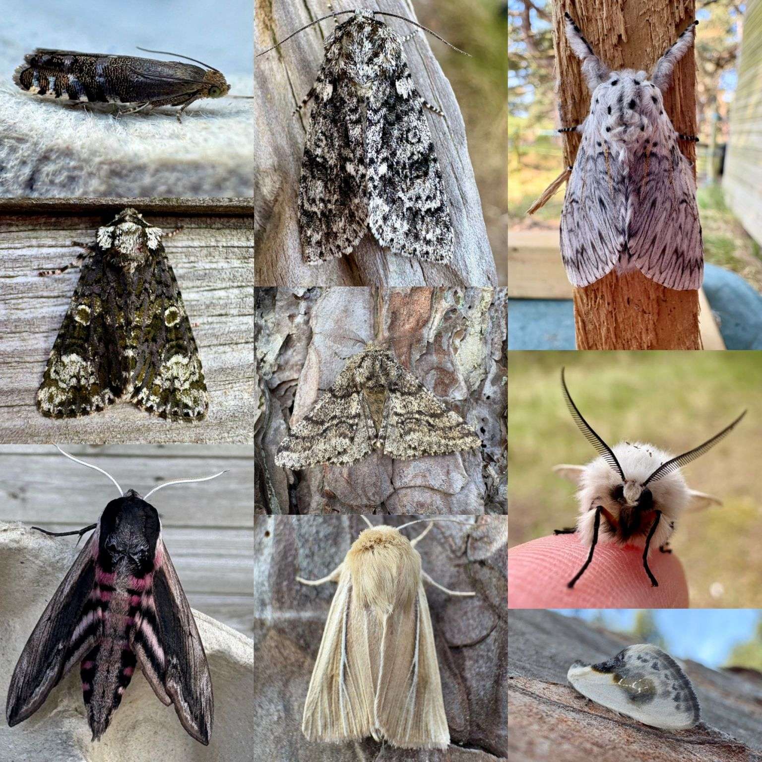 Holme Bird Observatory Moth Day Saturday 19th July 2025 – NOA – Holme