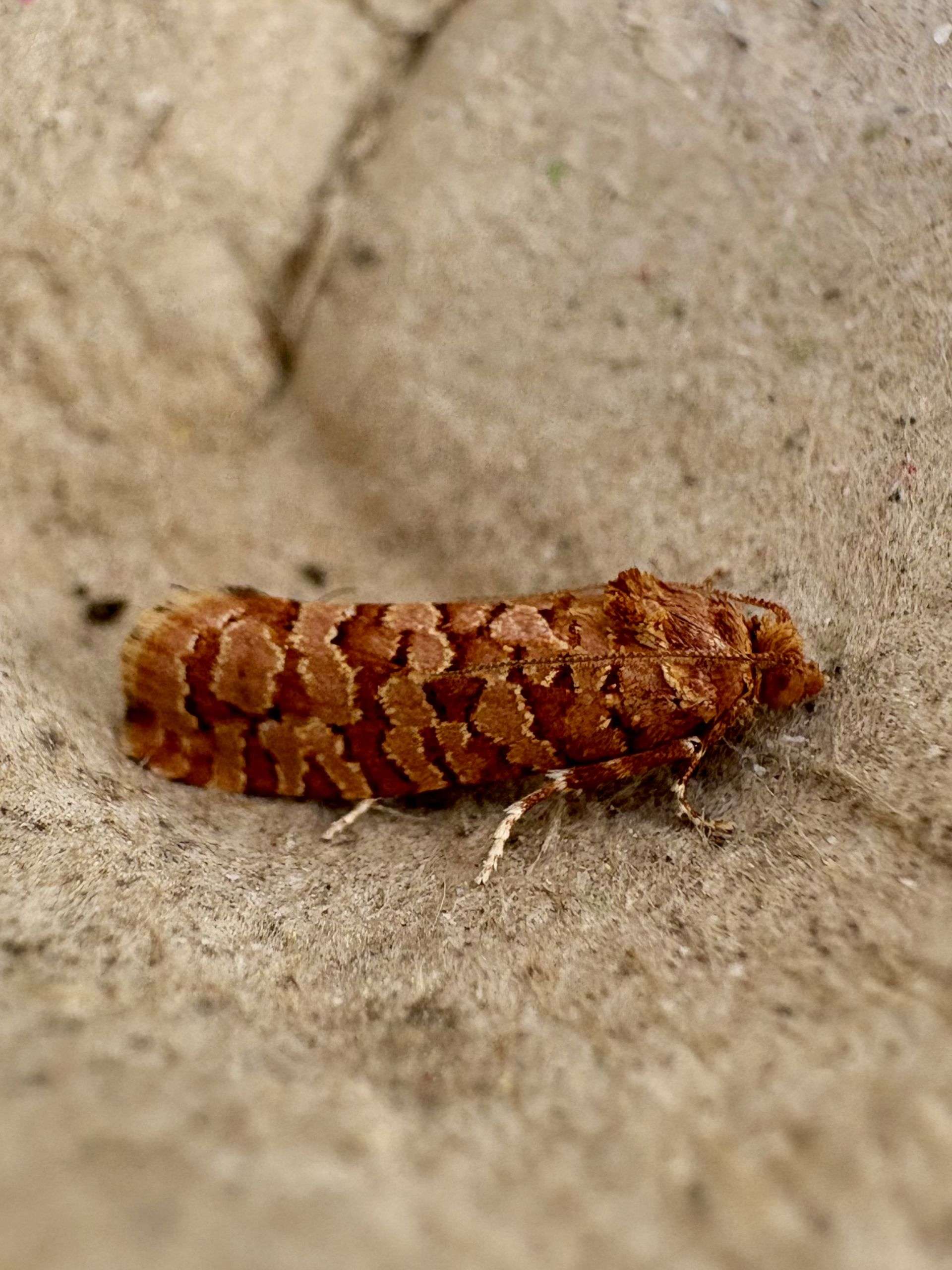 Holme Bird Observatory - NOA - Holme