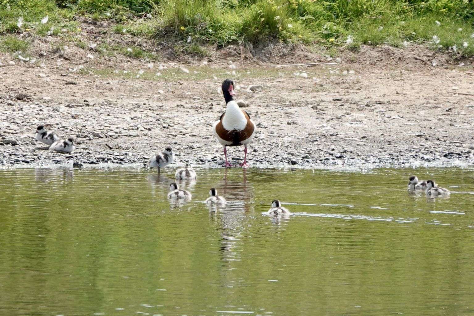 Holme Bird Observatory - NOA - Holme