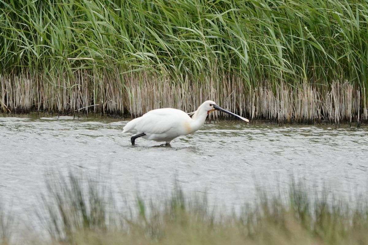 Holme Bird Observatory – NOA – Holme