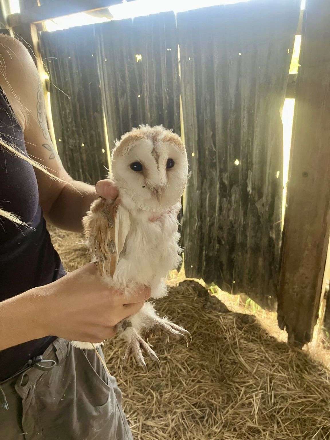 Holme Bird Observatory - NOA - Holme