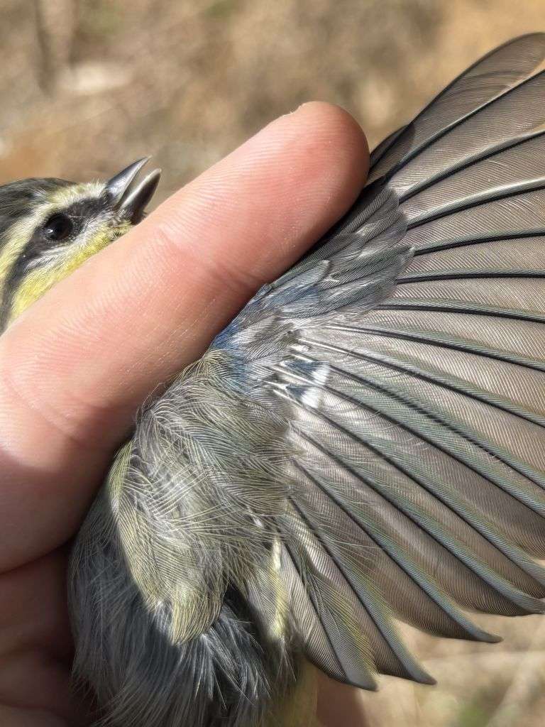 Walsey Hills - NOA - Holme