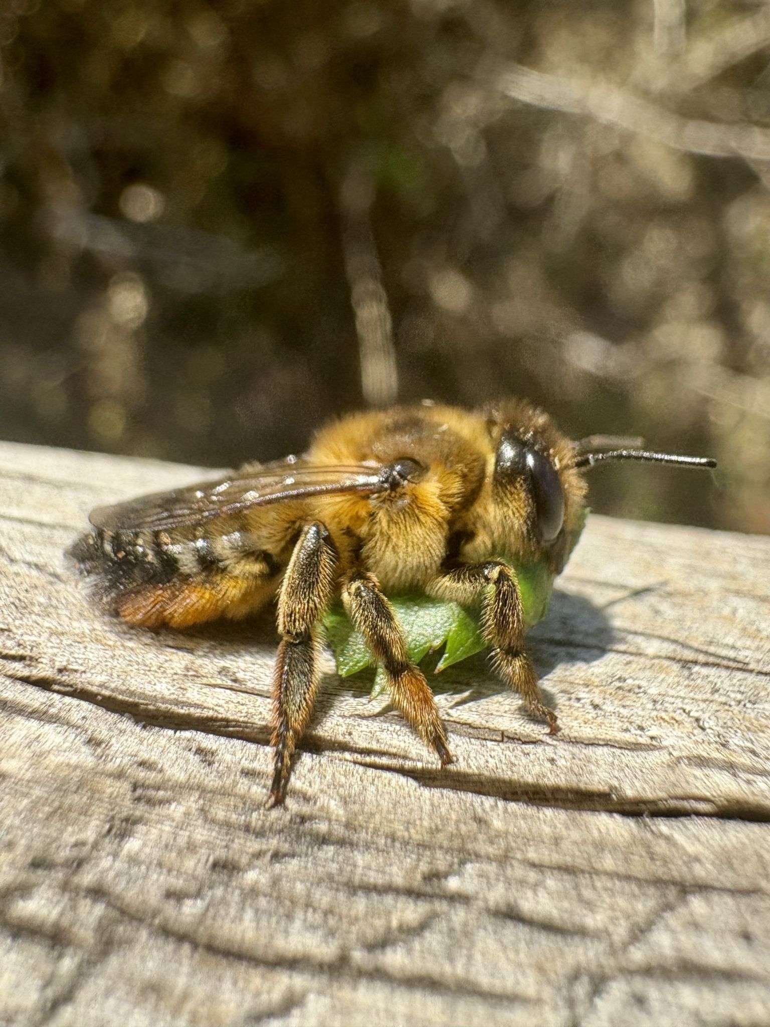 Holme Bird Observatory - NOA - Holme