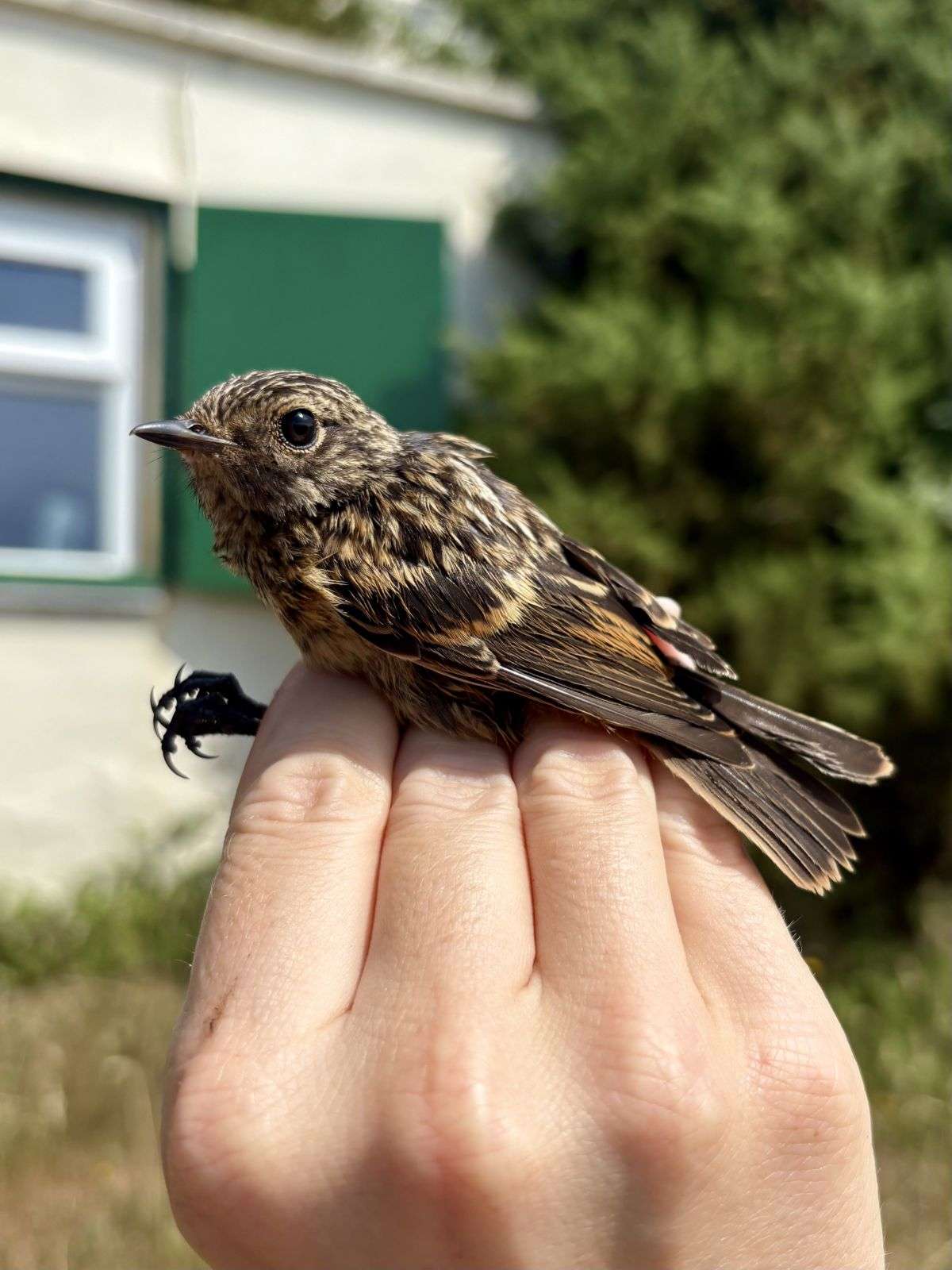 Walsey Hills - NOA - Holme