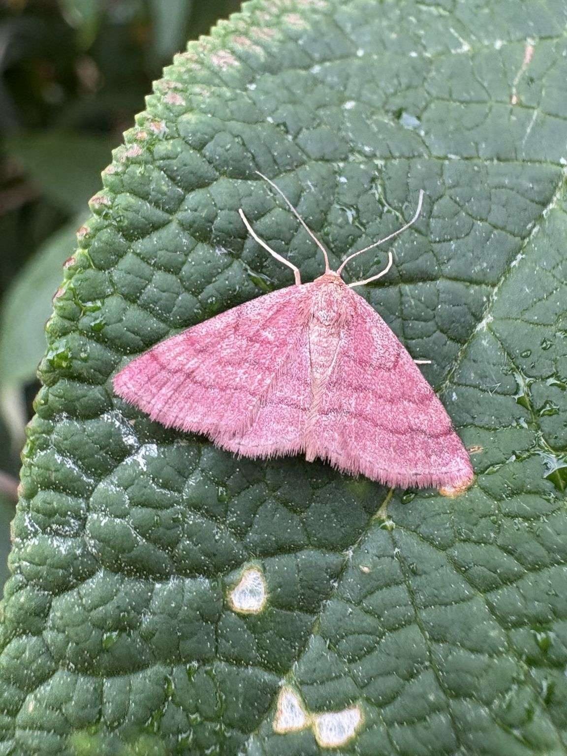 Holme Bird Observatory - NOA - Holme