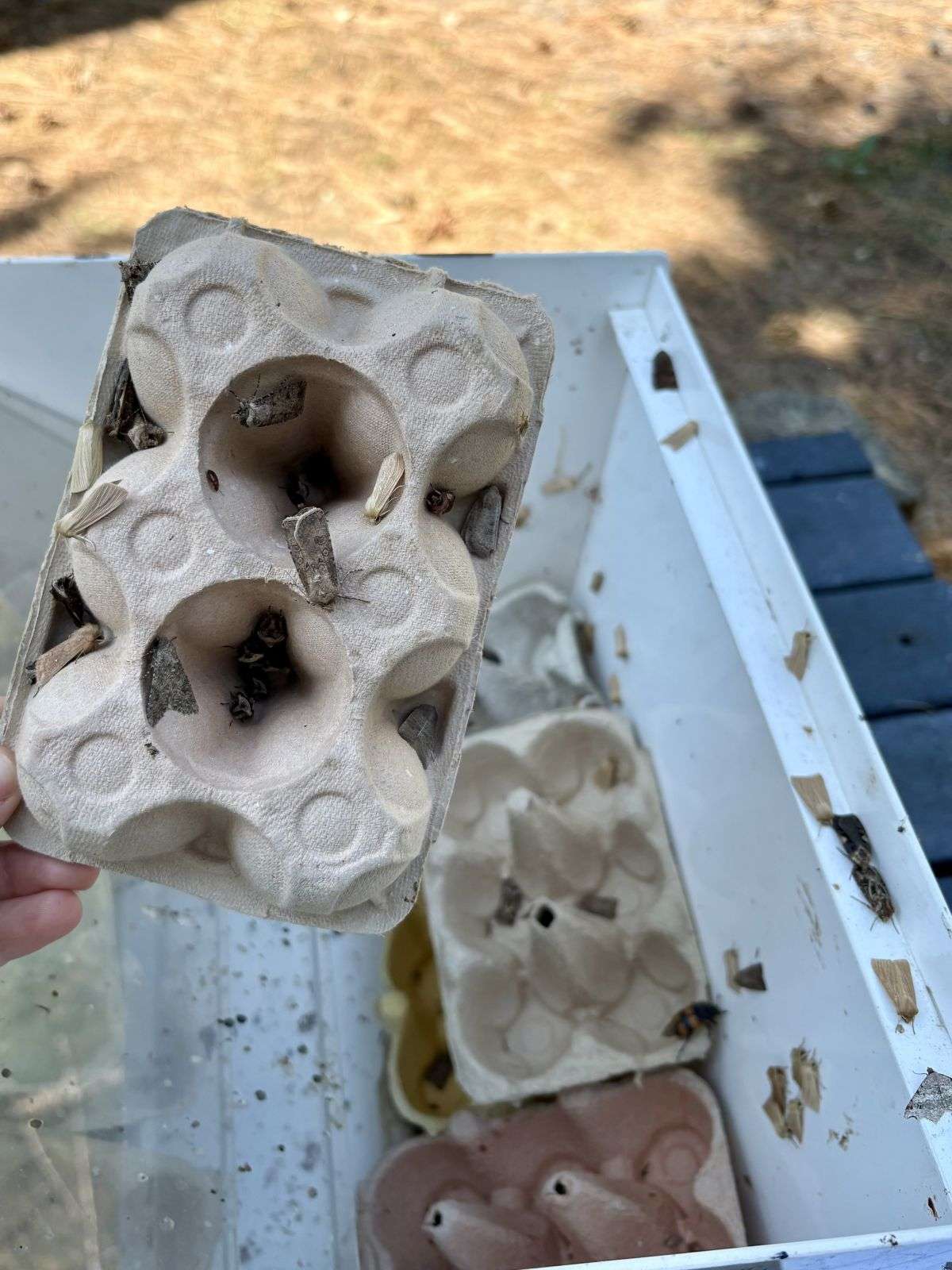 Holme Bird Observatory - NOA - Holme