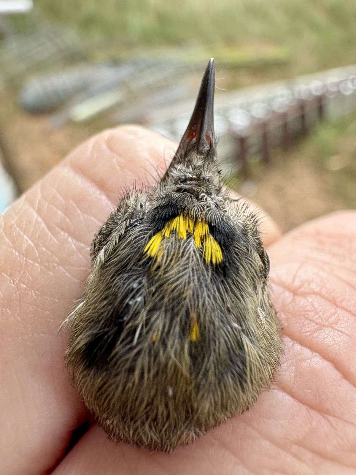 Holme Bird Observatory – NOA – Holme