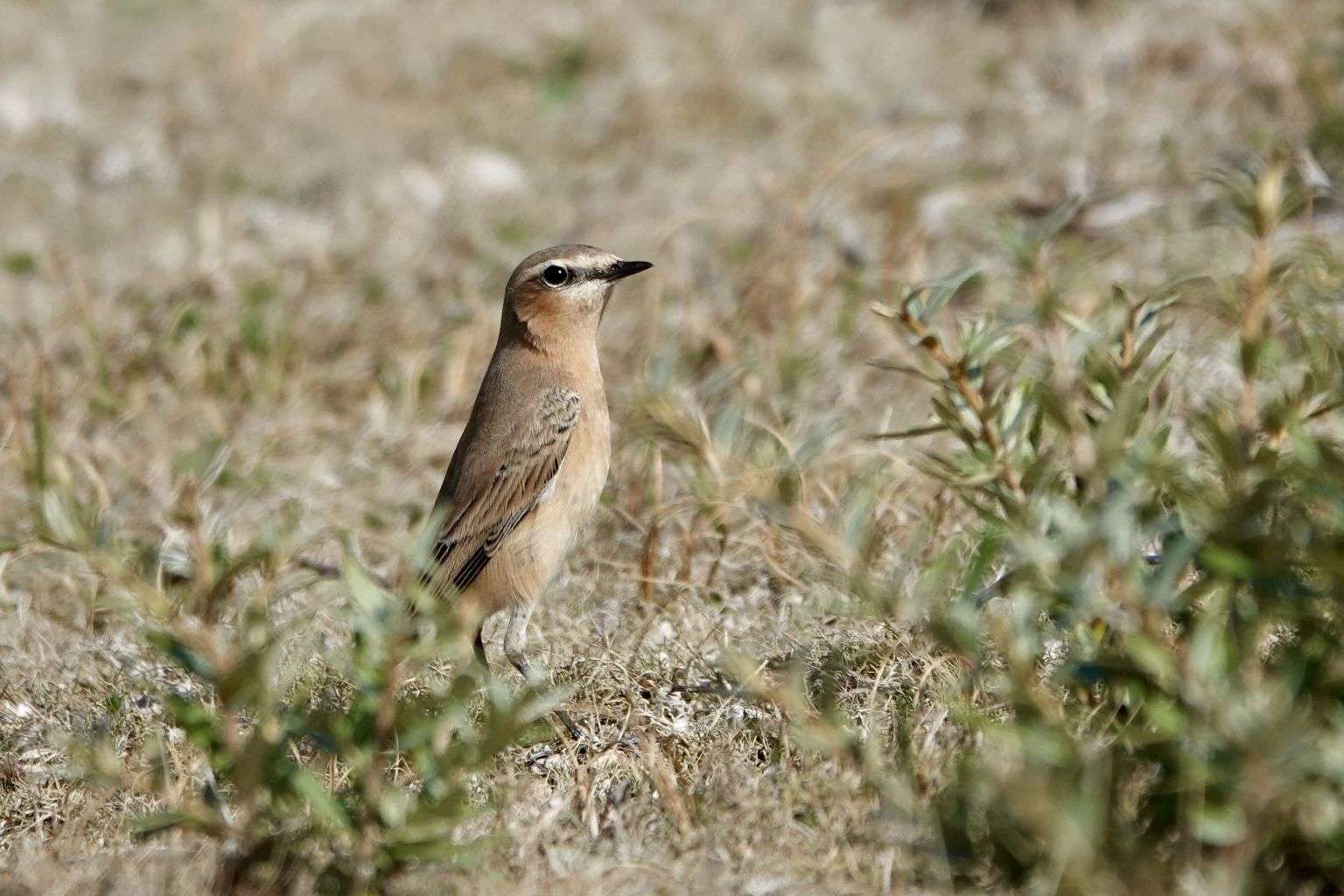 Holme Bird Observatory – NOA – Holme
