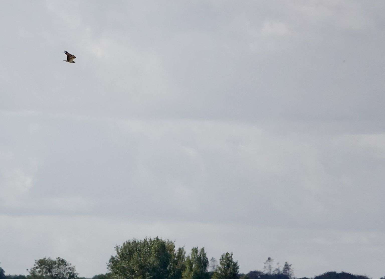 HOLME BIRD OBSERVATORY - NOA - Holme
