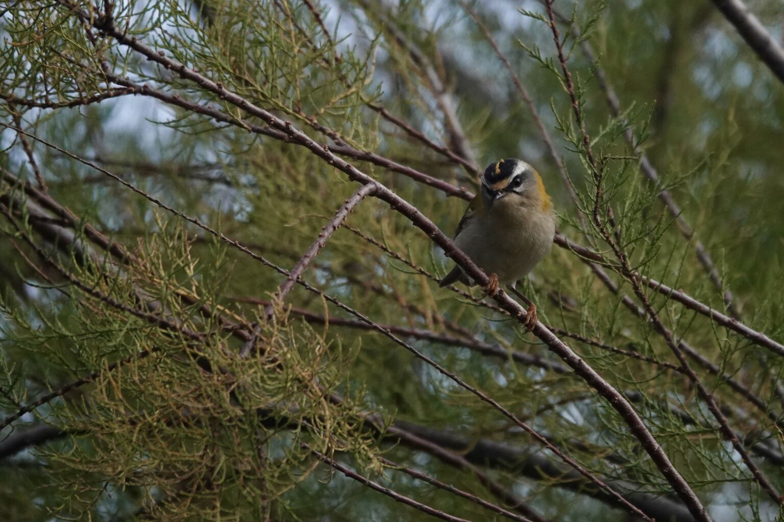 Holme Bird Observatory - NOA - Holme