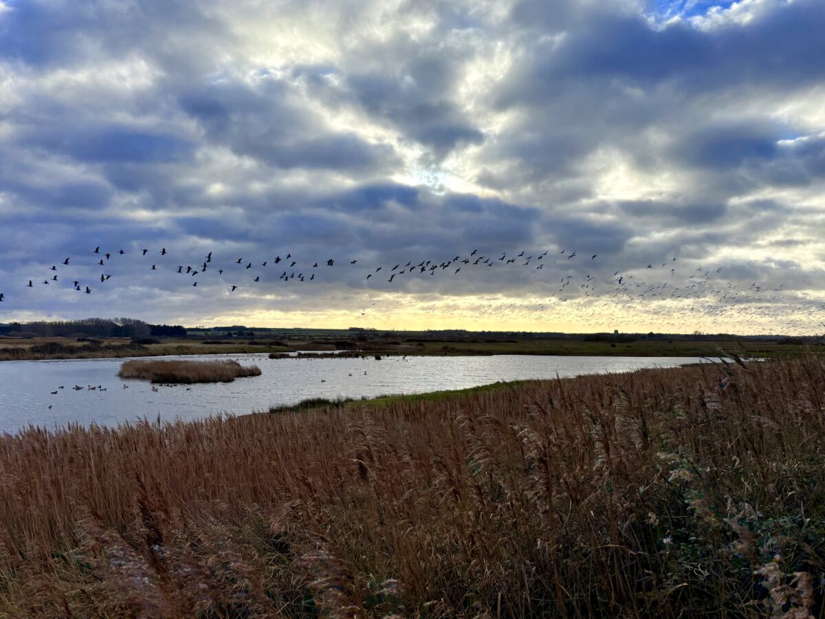 Holme Bird Observatory – NOA – Holme