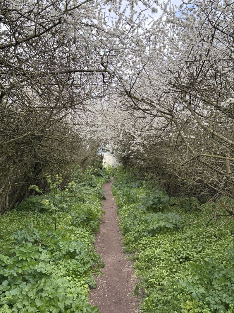 Holme Bird Observatory - NOA - Holme
