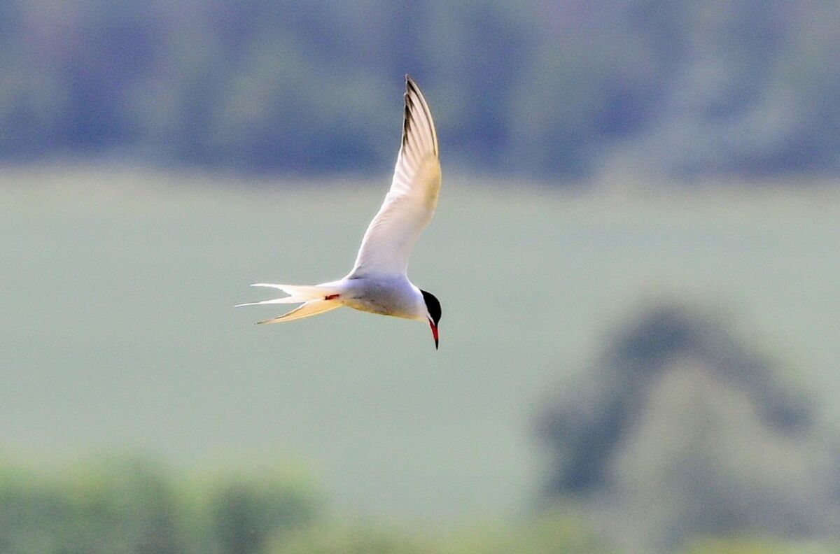 Holme Bird Observatory - NOA - Holme